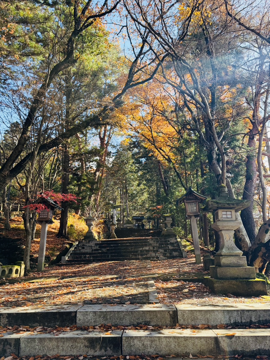 息子から届いた秋の写真 - 株式会社NICO JAPAN